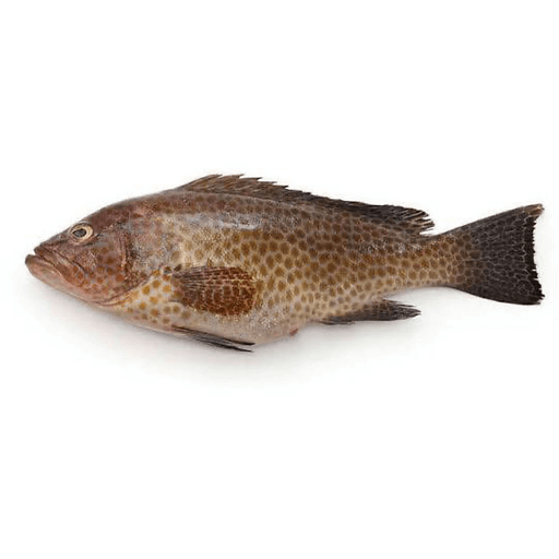 Seashaps Lapu2 Xms1 | kg | Shop | Walter Mart